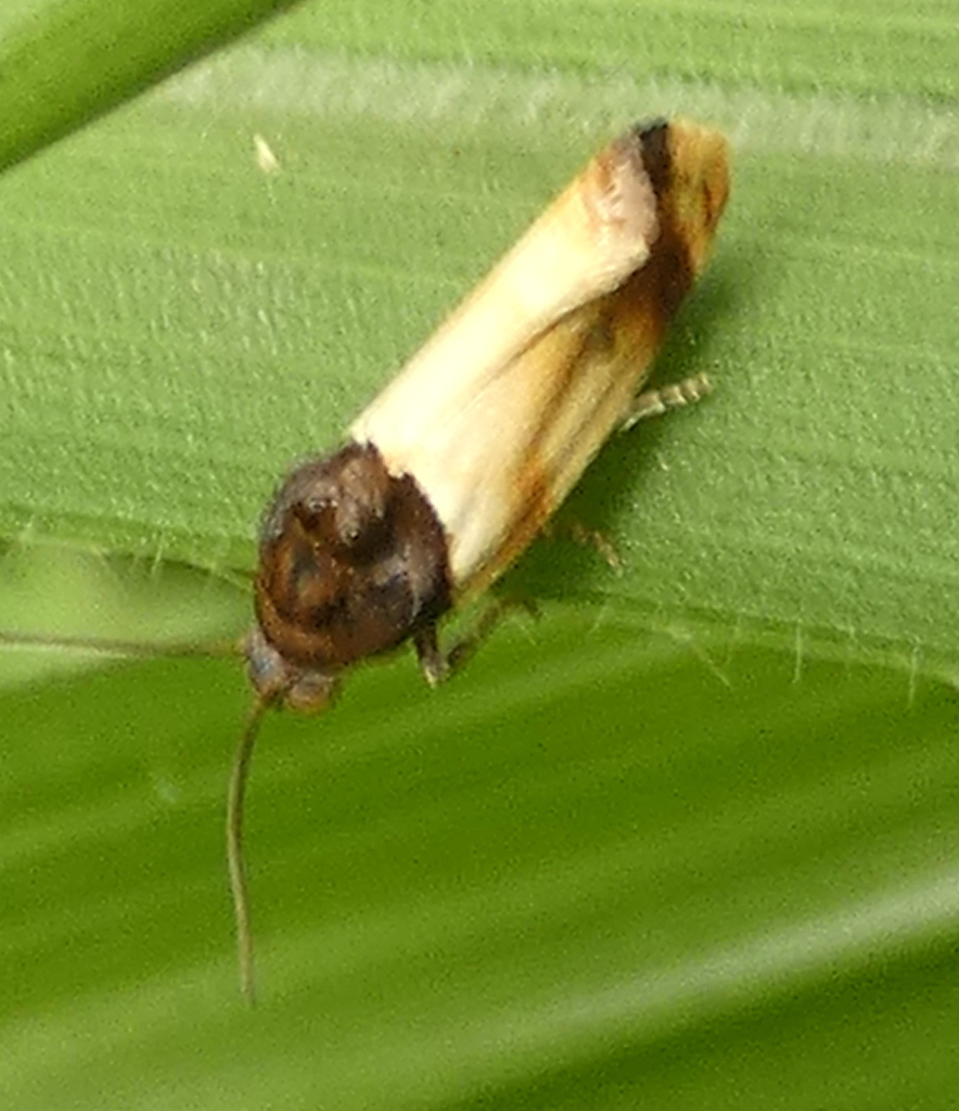 Yellow Spragueia Moth from Zona rural de Paudalho - Pernambuco on June ...