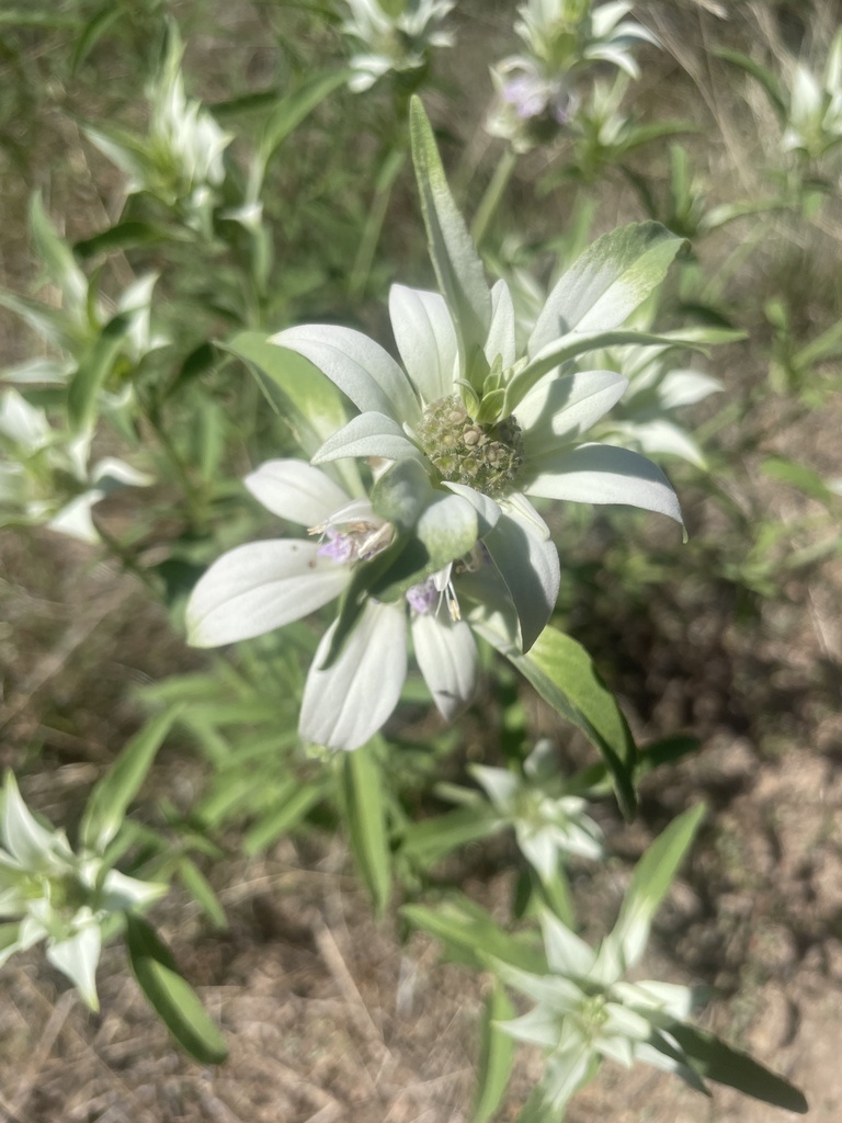 Monarda humilis from Pine Tree Loop Trailhead, Las Cruces, NM, US on ...