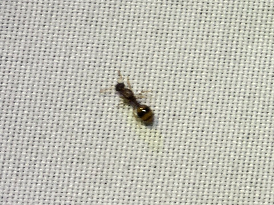 Acorn Ants from Coventry, CT, USA on July 17, 2022 at 11:30 PM by ...