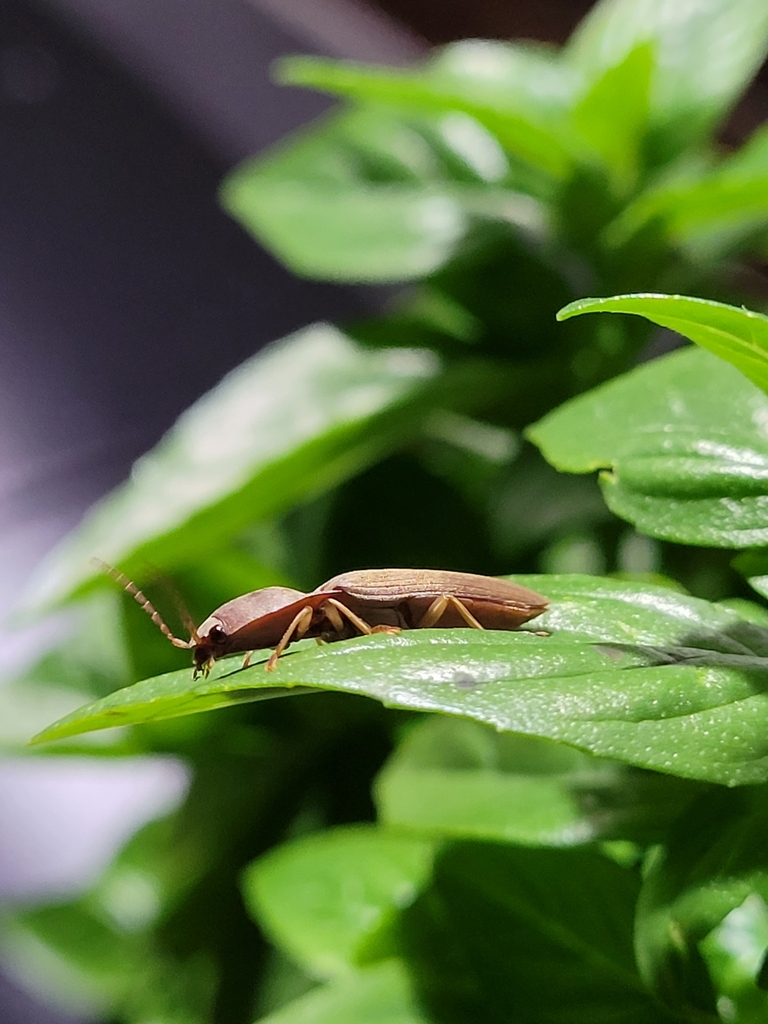 Conoderus lividus from Merrionette Park, IL, USA on July 18, 2022 at 10 ...