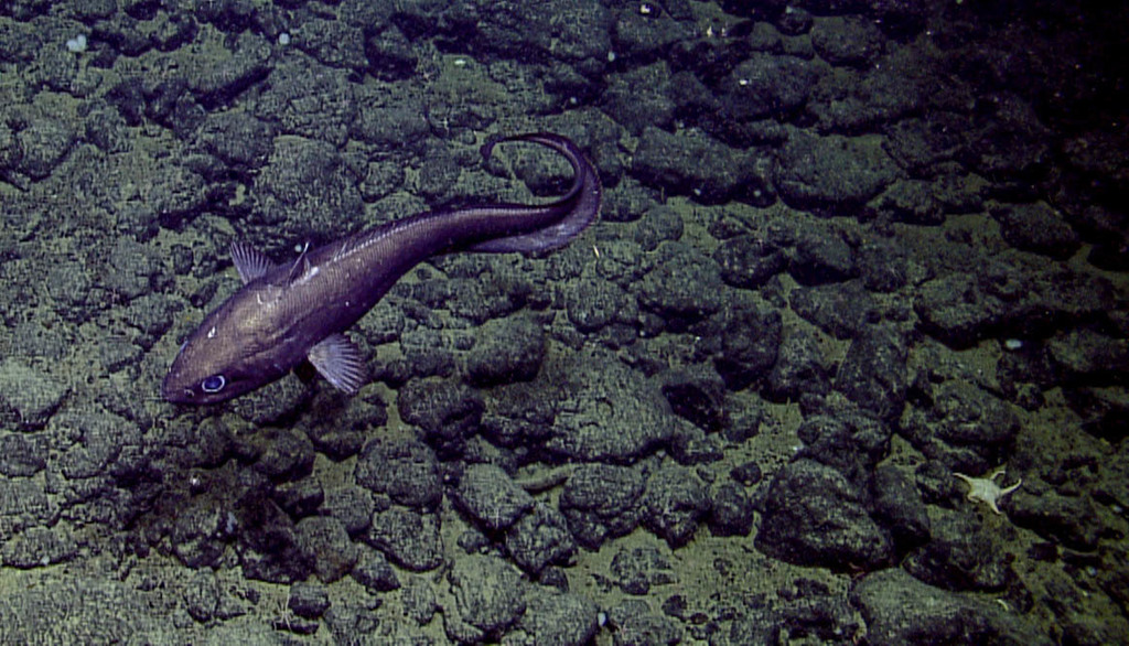 Grenadiers (Macrouridae) - Marine Life Identification