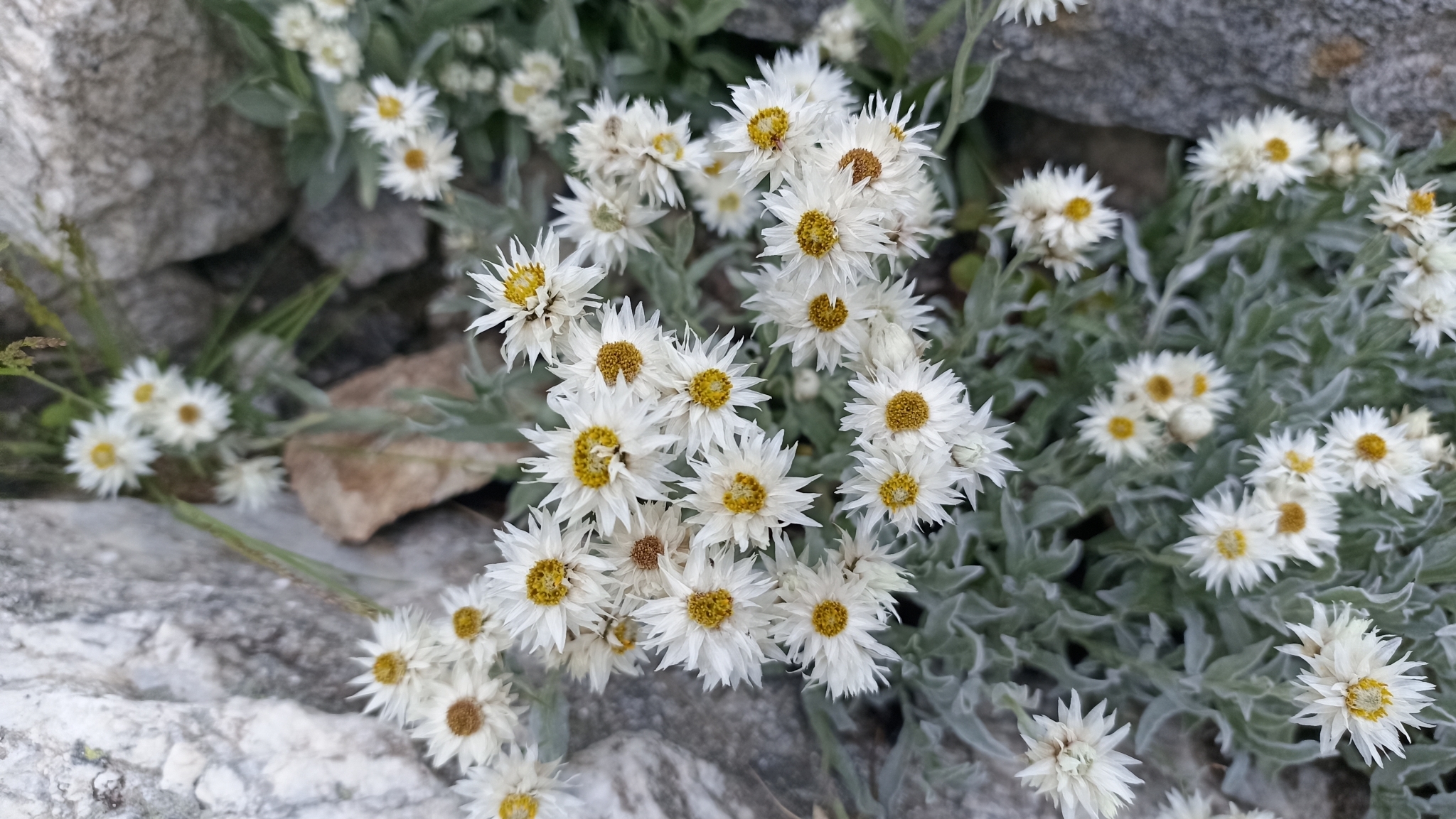 Anaphalis nepalensis (Spreng.) Hand.-Mazz.