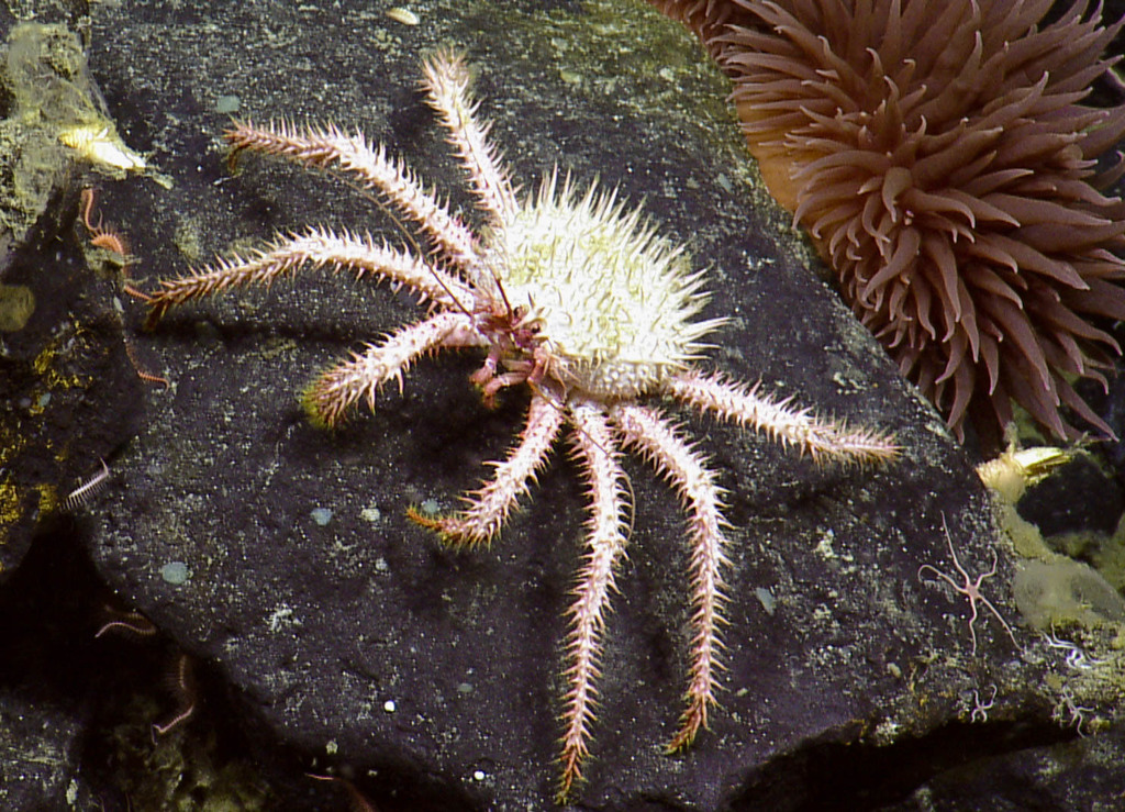 Paralithodes rathbuni (NorthEast Pacific Deep Exploration Project (a ...