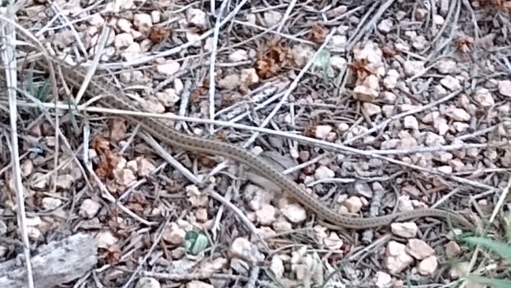 Wandering Garter Snake from El Paso County, CO, USA on September 19 ...