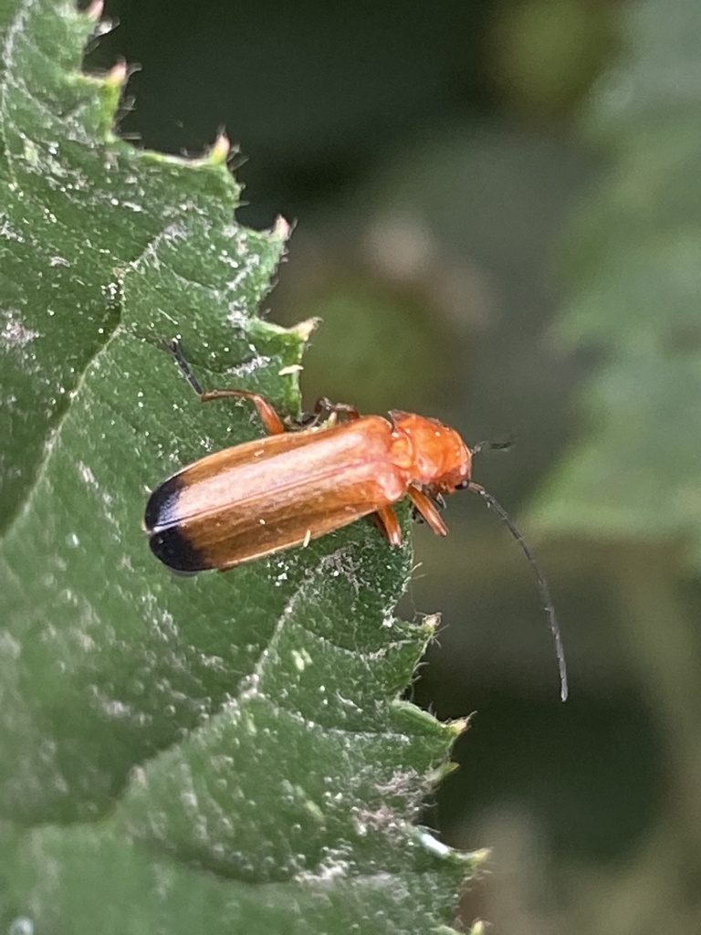 Common Red Soldier Beetle from Marymoor Off-Leash Dog Park, Redmond, WA ...