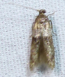 Pigritia murtfeldtella from HVR4 on July 10, 2022 at 09:59 PM by Pam ...