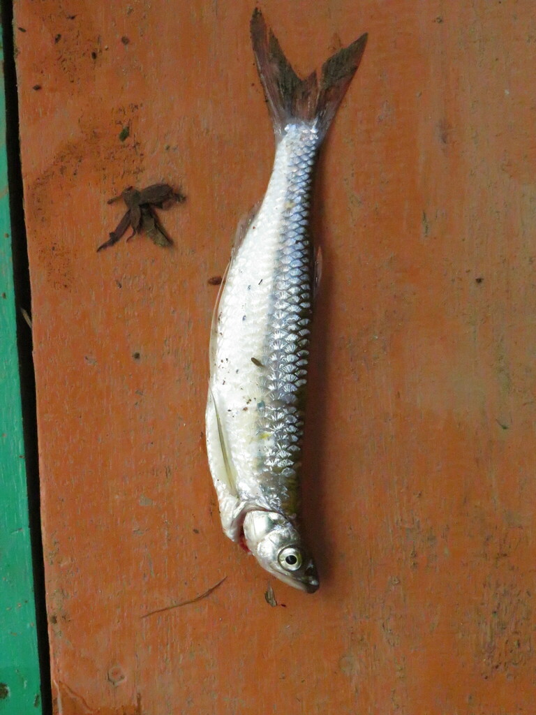 Apollo Shark from East Kutai Regency, East Kalimantan, Indonesia on ...