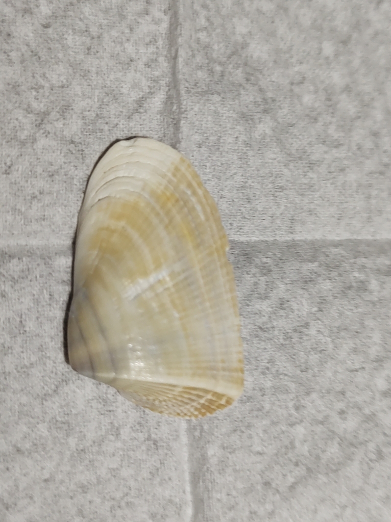 Donax hanleyanus from Copacabana, Rio de Janeiro - RJ, 22040, Brasil on ...