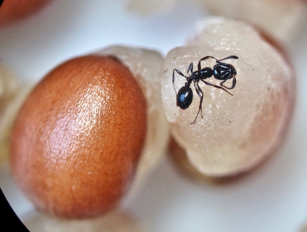 Monomorium minimum from Four Corners, Oakland, CA, USA on July 18, 2022 ...