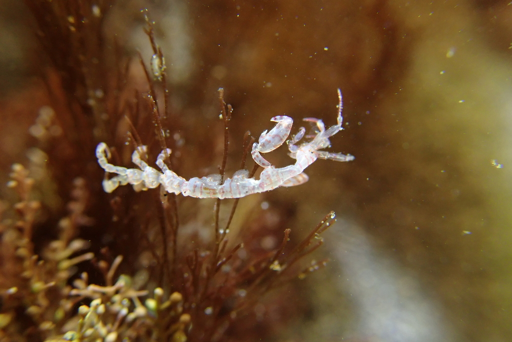 Skeleton Shrimp from Santa Barbara County, CA, USA on July 16, 2022 at ...