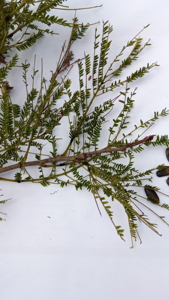 Albizia bernieri from Melaky, MG-MA, MG on June 10, 2022 at 12:12 PM by ...