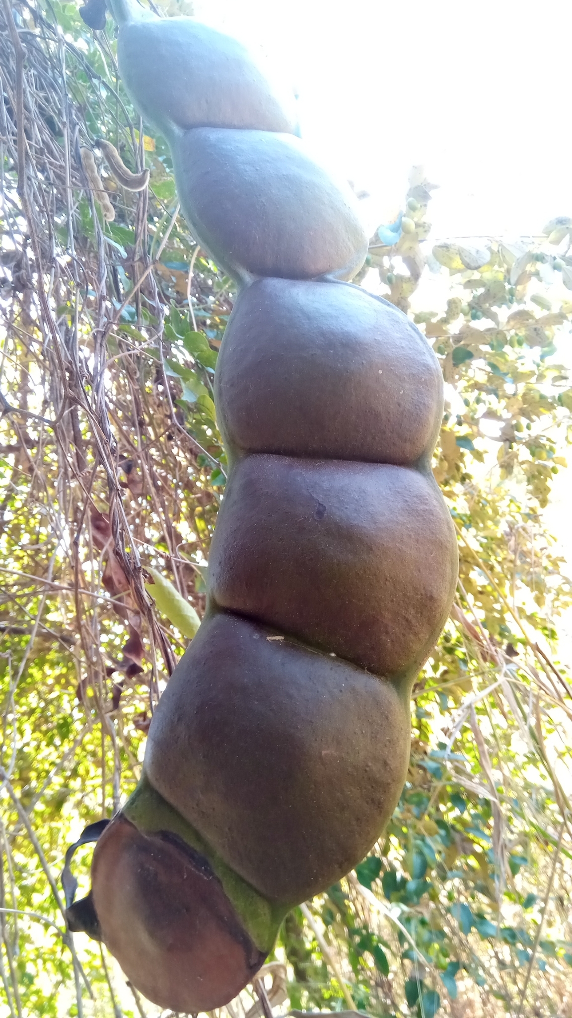 Entada rheedei Spreng.