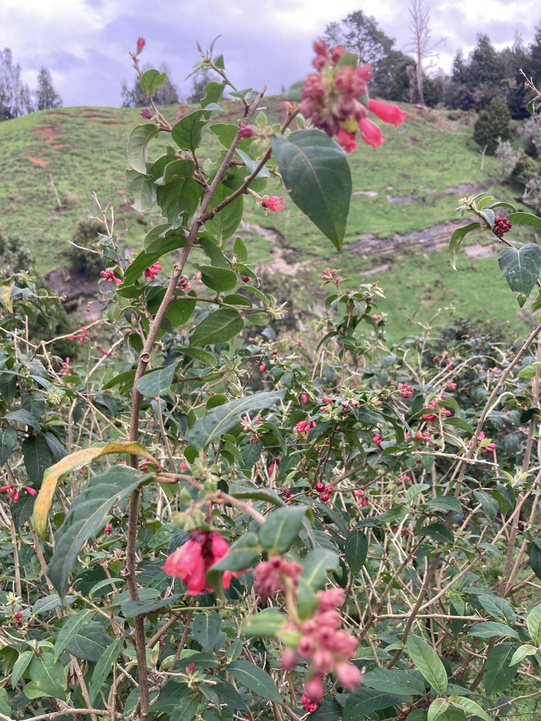 cestrums from Honikiwi, New Zealand on July 19, 2022 at 01:15 PM by ...