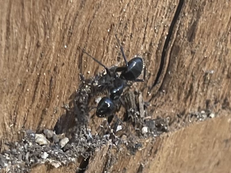 Hairy Smooth Carpenter Ant from Emerald Bay State Park, South Lake ...