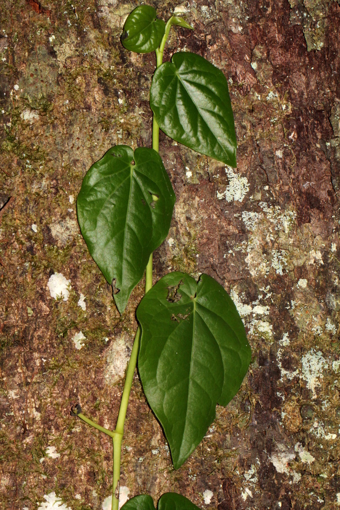 Australian Pepper Vine from Goomburra, East Haldon QLD 4343, Australia ...