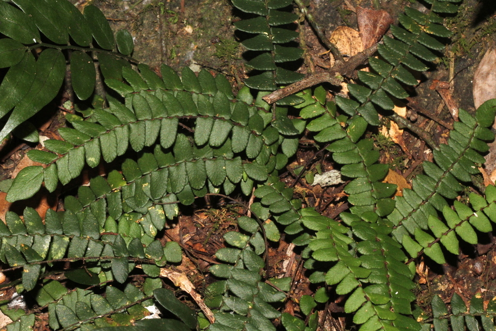 Dwarf Sickle Fern (Pellaea nana) - Botanical Realm