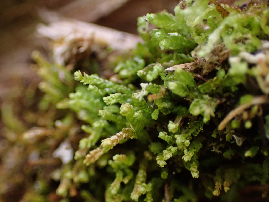 Leafy liverworts from Alberni-Clayoquot, British Columbia, Canada on ...