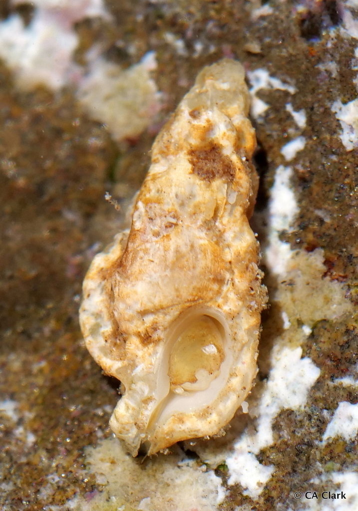 Aspella from Napili, Maui, Hawai'i, USA on May 16, 2022 at 10:20 AM by ...