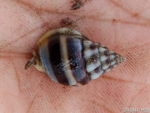 Nassarius jacksonianus · iNaturalist