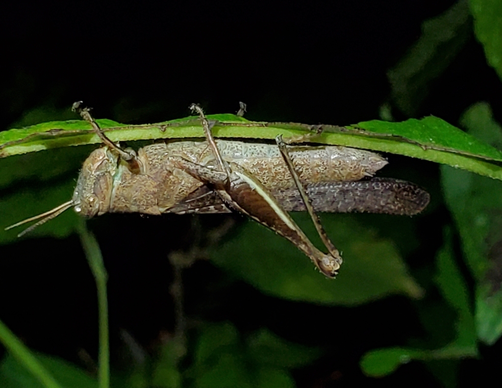 Abracris flavolineata from Ancón, Panama on July 18, 2022 at 10:02 PM ...