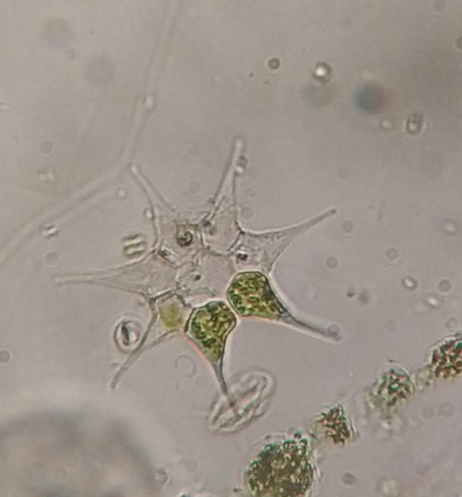 Monactinus simplex from Буды, Харьковская область, Украина, 62456 on ...