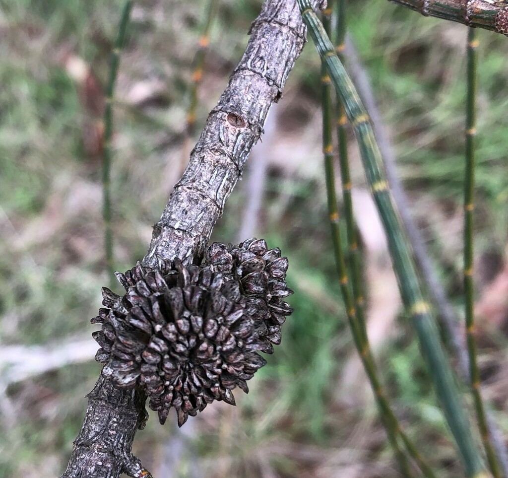 Buloke (Allocasuarina luehmannii) - Botanical Realm