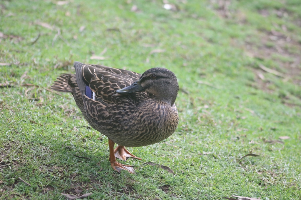 Pacific Black Duck × Mallard from Western Springs, Auckland, New ...
