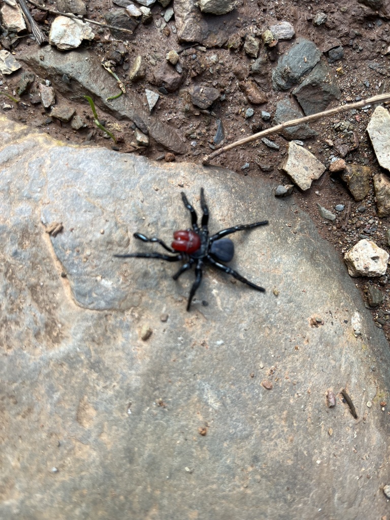 Red-headed Mouse Spider from Burnside Quarry Tk, Greenhill, SA, AU on ...