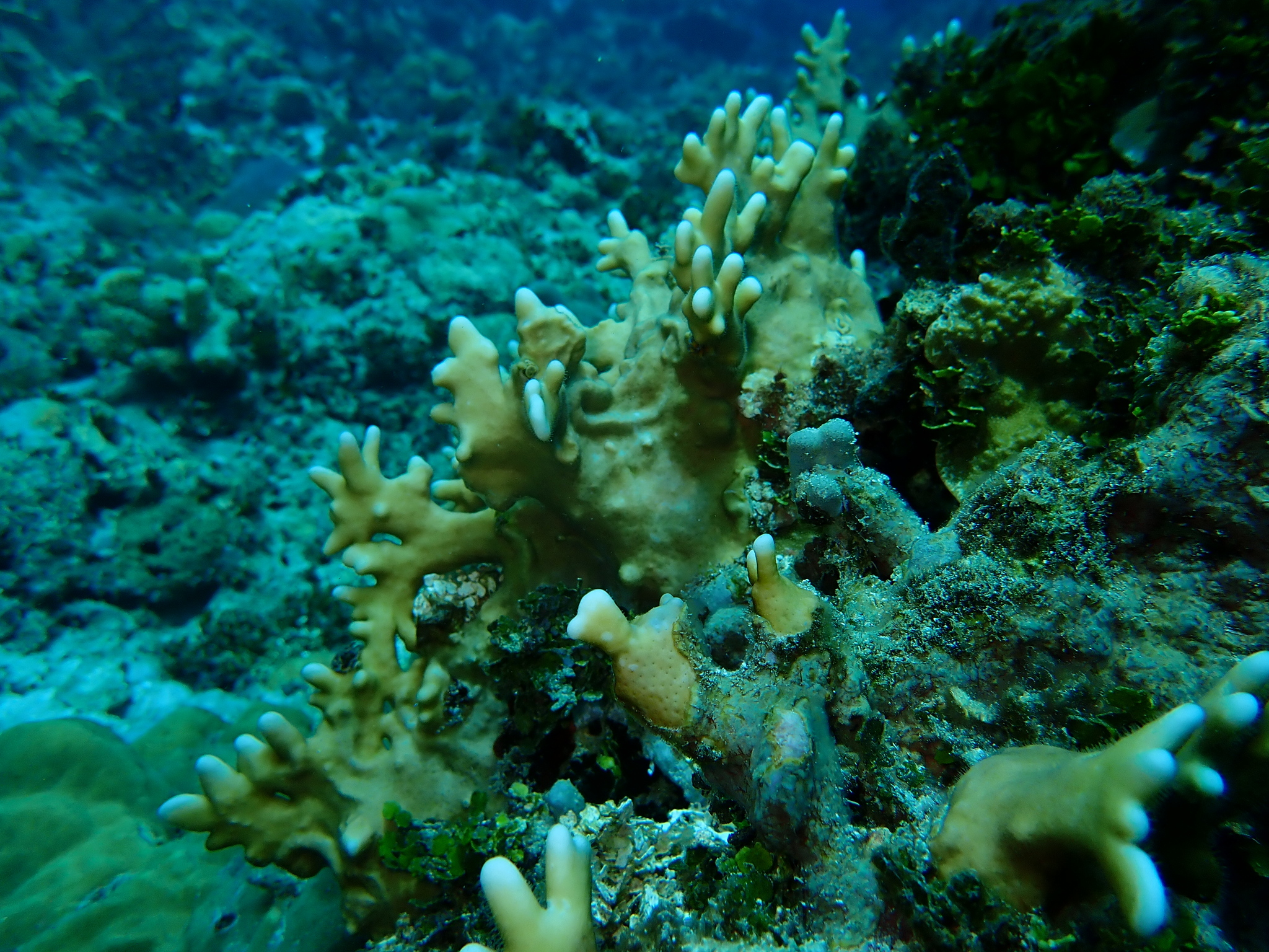 Millepora tenera Boschma, 1949
