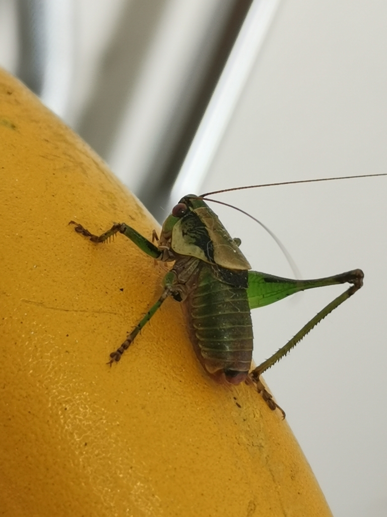 Marbled Bush-crickets from Agrotiki Odos, Vourkari Kea, Vourkarion Kea ...