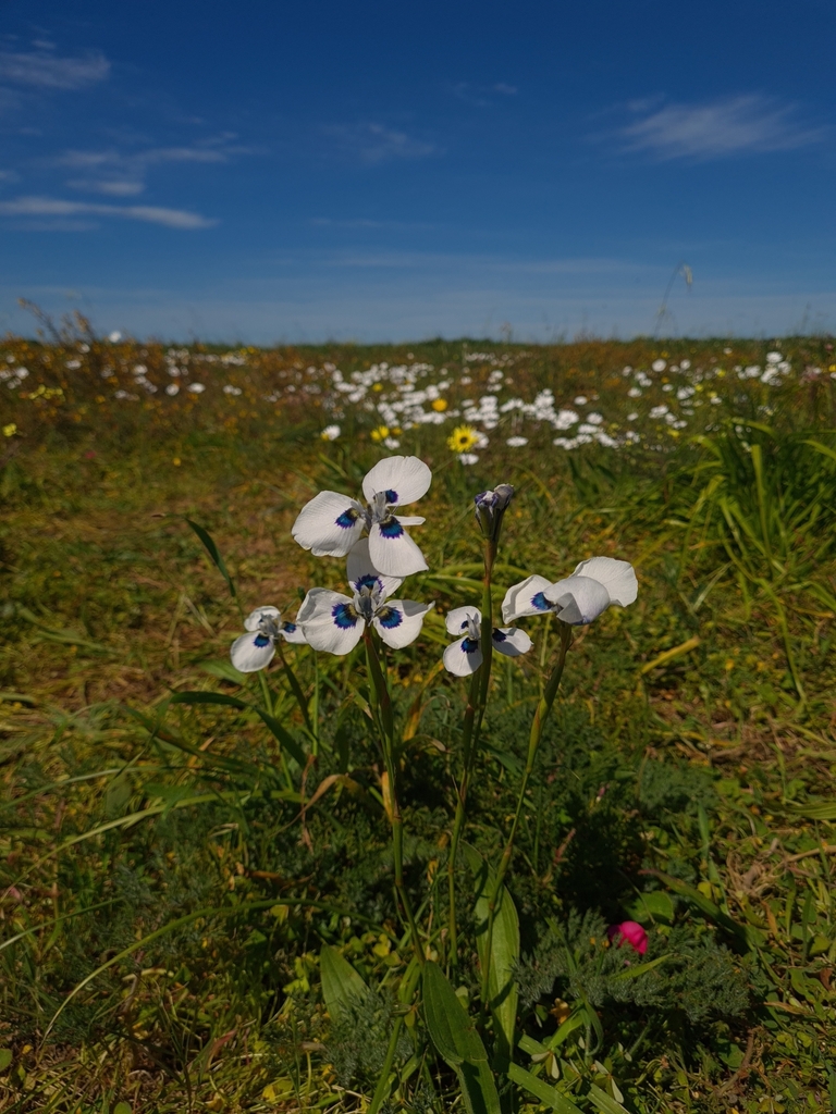 Blue-eyed moraea from Childcare Info Cntr Red Cross Hosp, 67 Sawkins ...