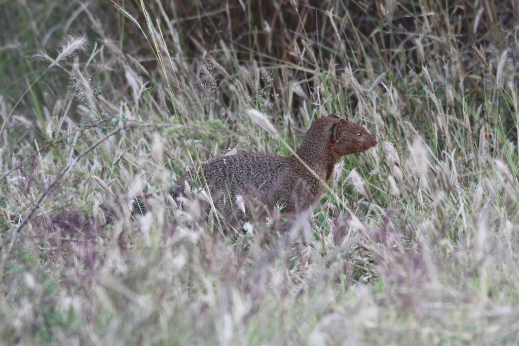 Common Slender Mongoose from Pilanesberg, Pilanesberg National Park ...