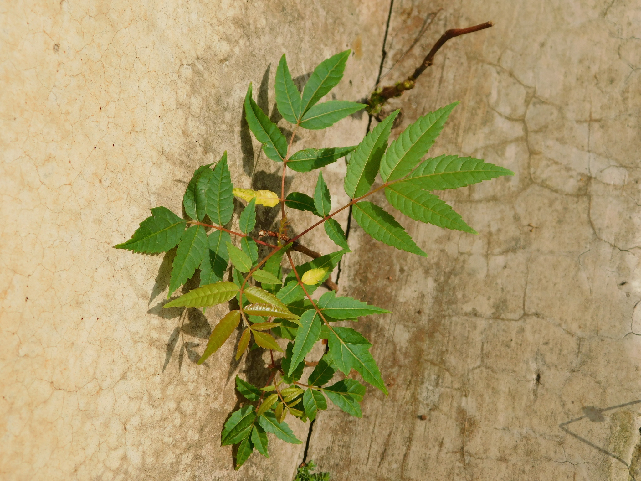 Toona sureni (Blume) Merr.