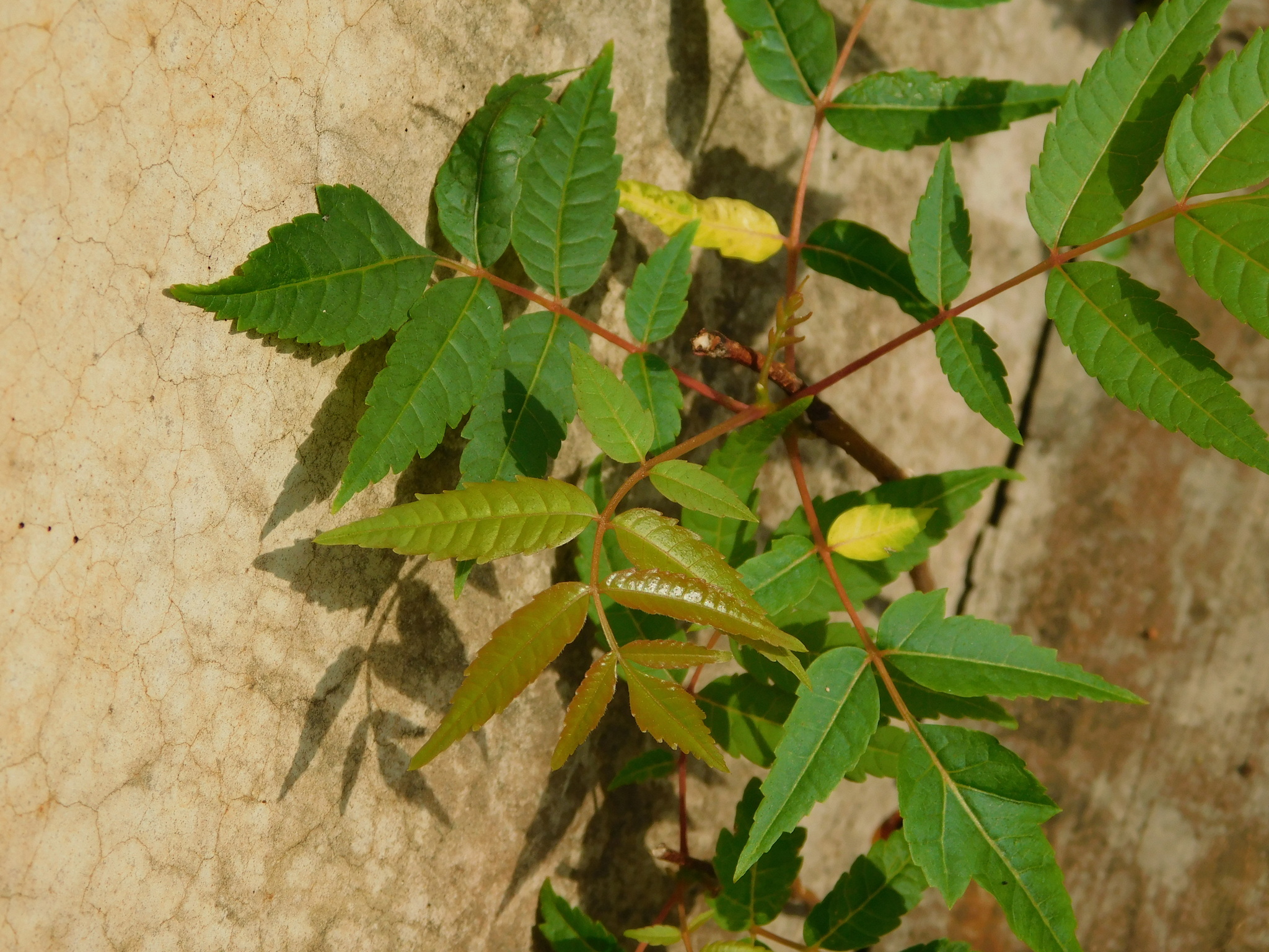 Toona sureni (Blume) Merr.