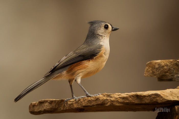 Tufted Titmouse from Nonaville, Tennessee, United States on December 02 ...