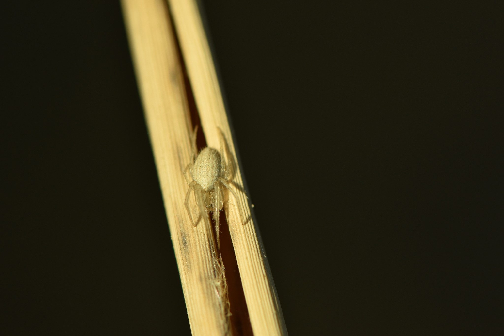 Larinia lineata (Lucas, 1846)