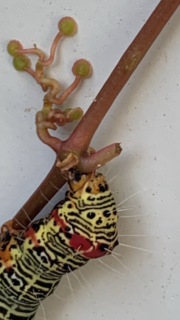 Australian Grapevine Moth from Staunton La, Glen Iris, VIC, AU on March ...