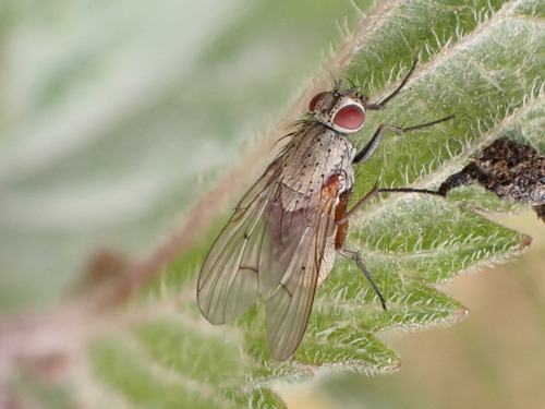 (Helina confinis)