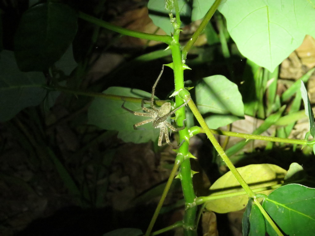 Red-thighed Bromeliad Spider from Carara, Costa Rica on February 25 ...