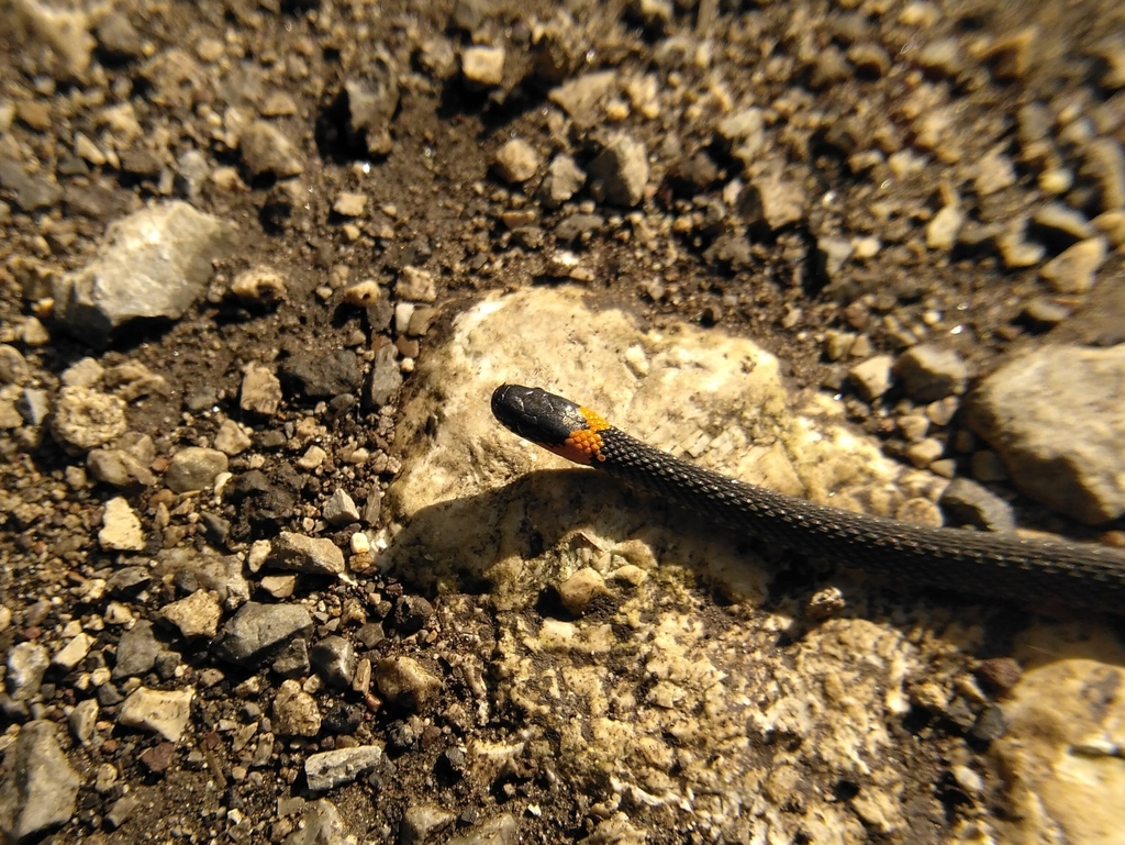 Ringneck Coffee Snake from Av Hidalgo poniente LT 246, 94464 Zapoapan ...