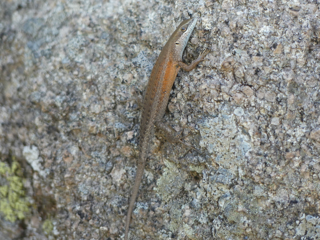 Orange-flanked Rainbow Skink from Florence Bay QLD 4819, Australia on ...