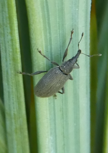 Genus Eugnomus · iNaturalist United Kingdom