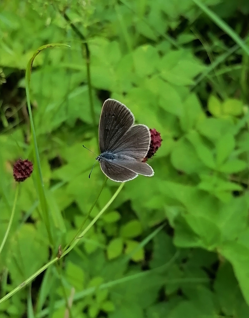 Scarce Large Blue in July 2022 by onotole · iNaturalist
