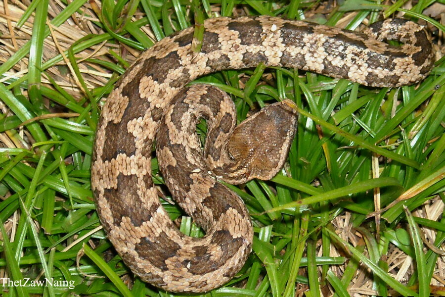 Chinese Mountain Pit Viper (Ovophis monticola) - Snakes and Lizards