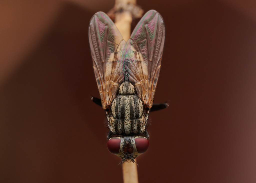 Common House Fly from Bengaluru, Karnataka 560094, India on June 12 ...