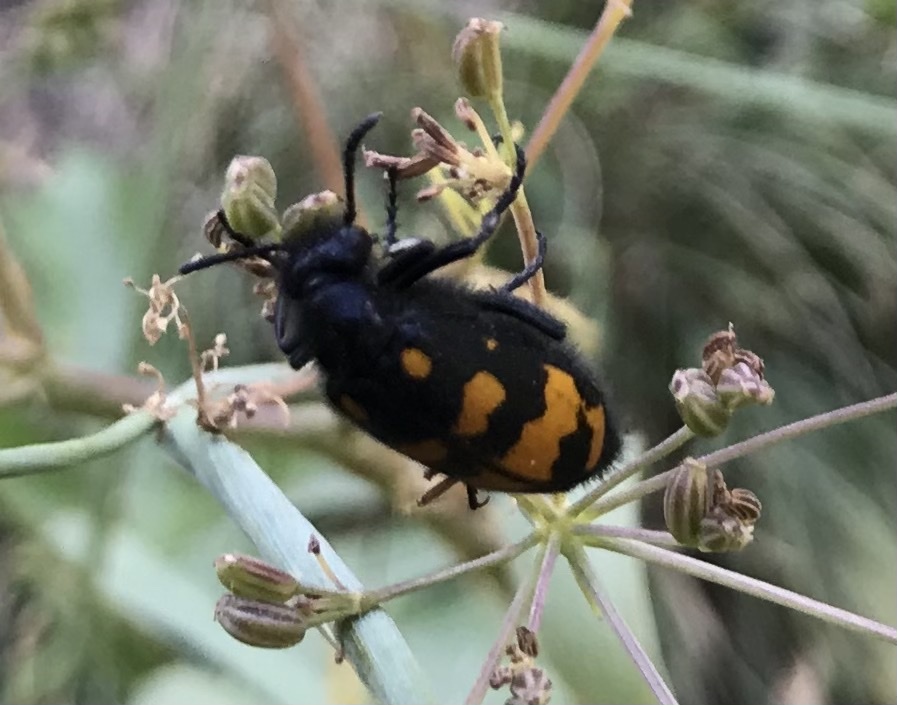 Hycleus polymorphus (Pallas, 1771)