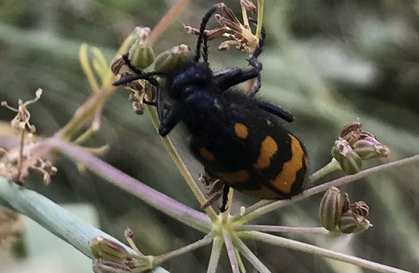 Hycleus polymorphus (Pallas, 1771)