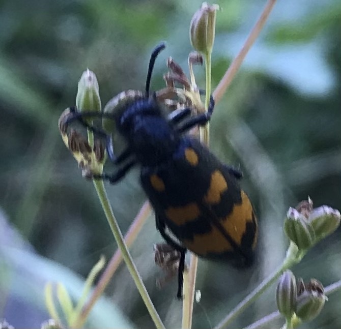 Hycleus polymorphus (Pallas, 1771)