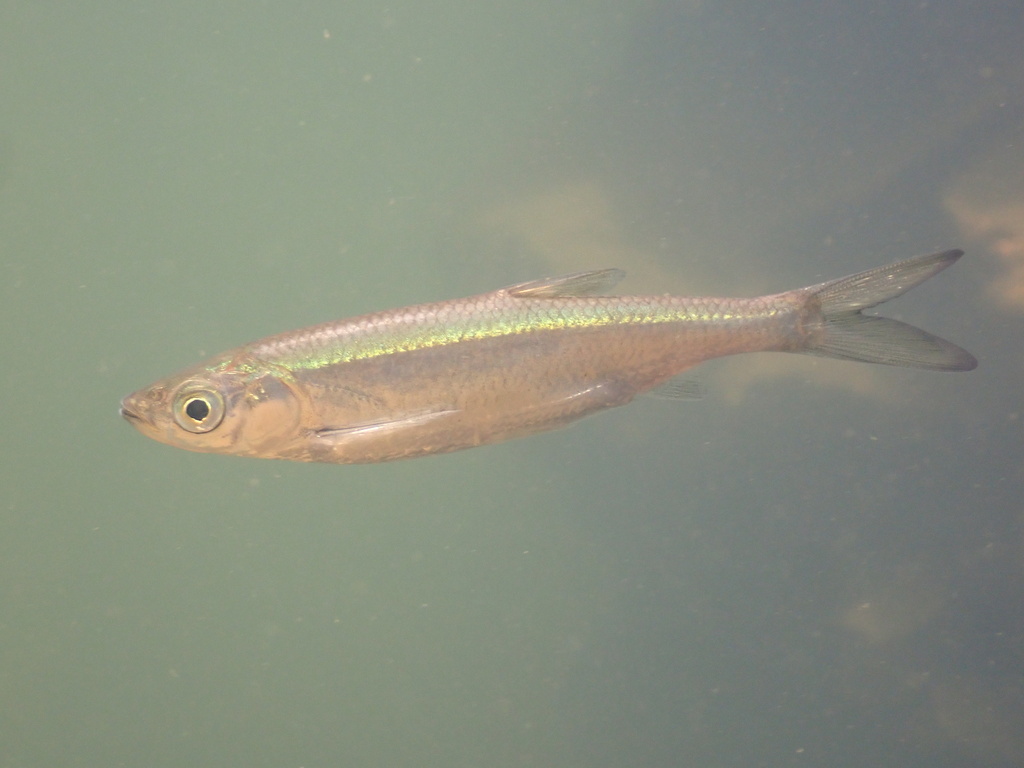 Sharpbelly (Hemiculter leucisculus) - Marine Life Identification