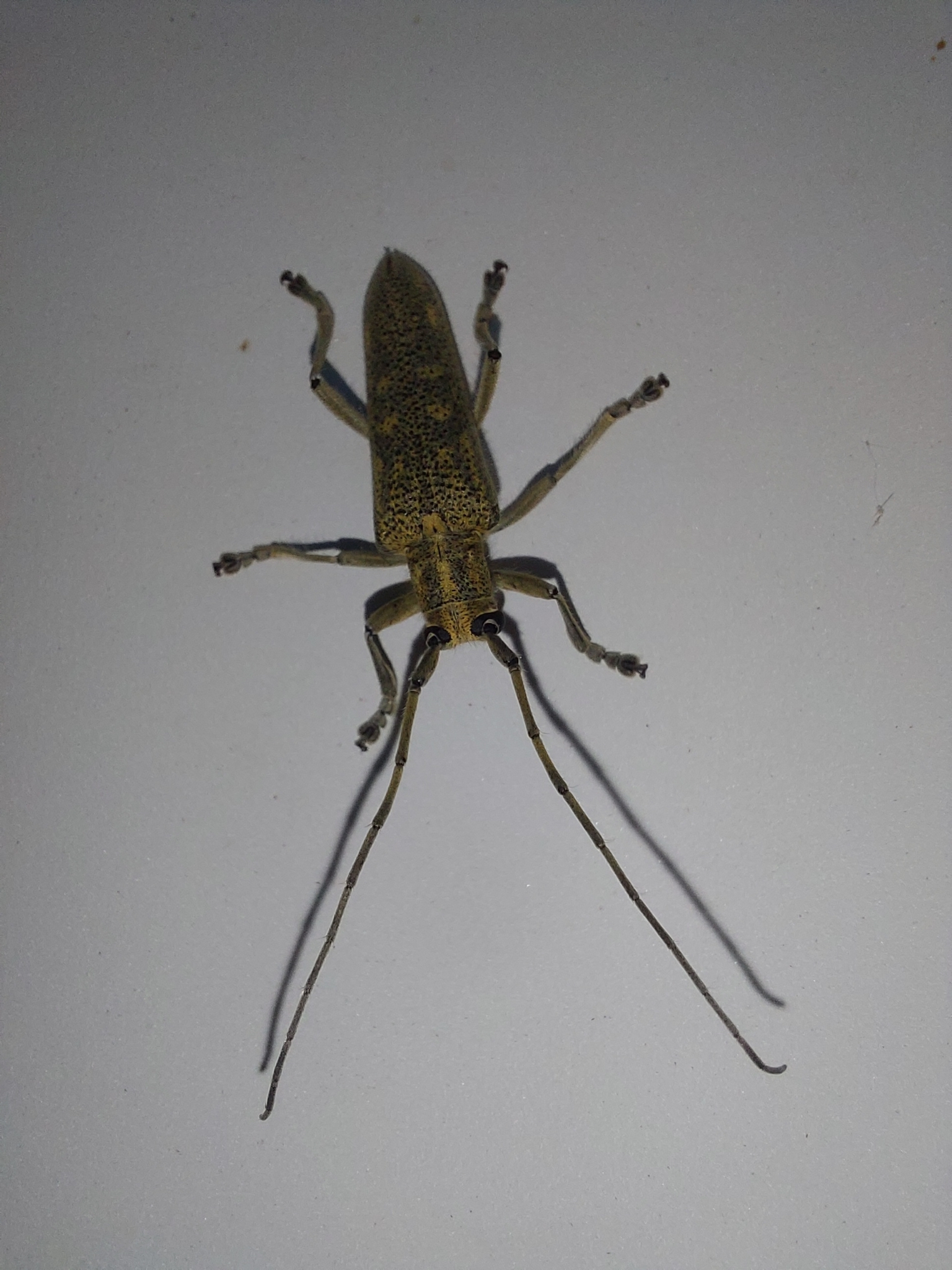 Saperda calcarata Say, 1824